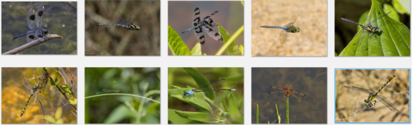 Press Release Archives | BirdsEye Nature Apps