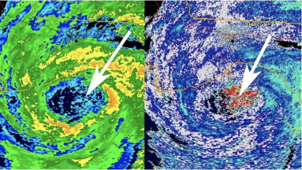 In the Eye of the Storm: How Birds Survive Hurricanes | BirdsEye Nature ...