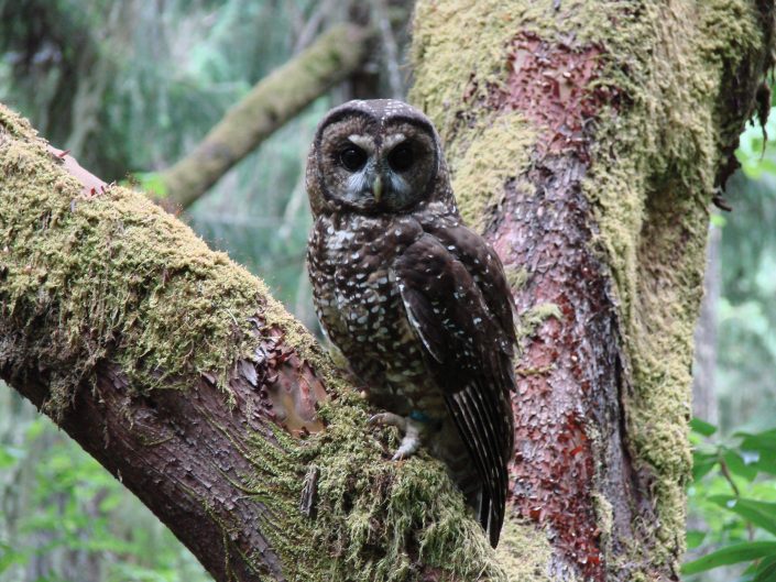 Northern Spotted Owl Population Continues to Decline | BirdsEye Nature Apps