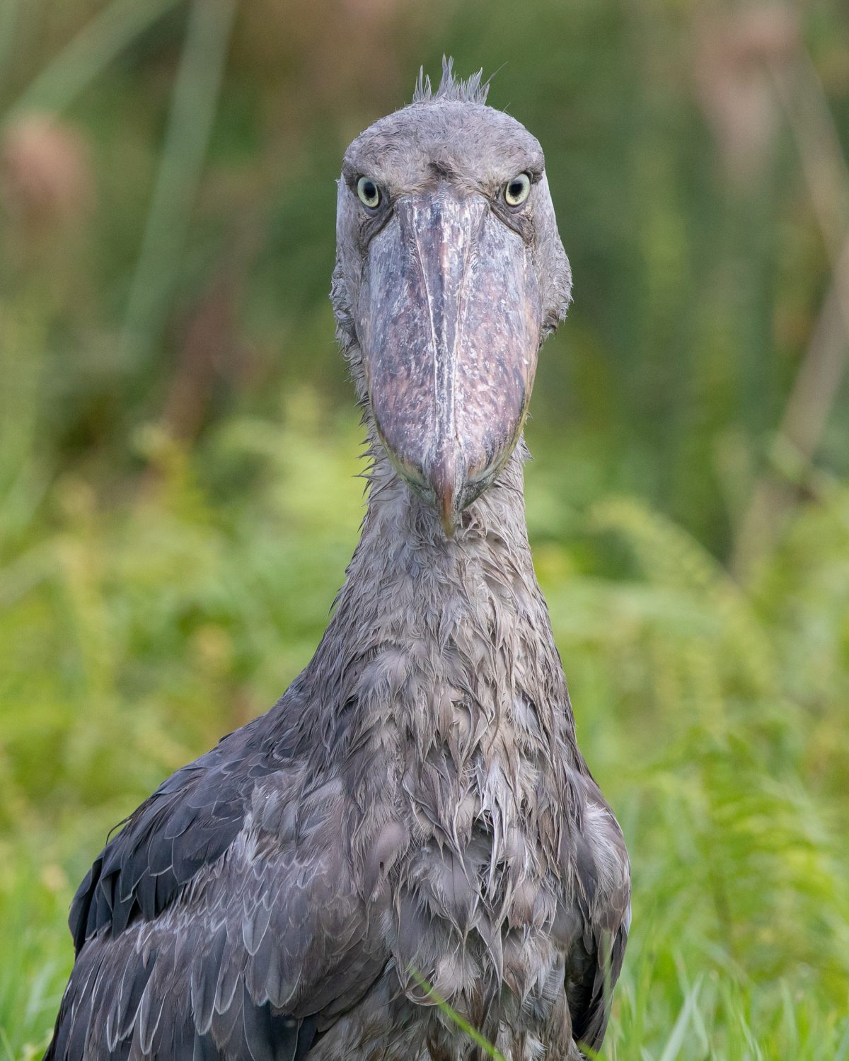 Best Bird Photos From July | BirdsEye Nature Apps