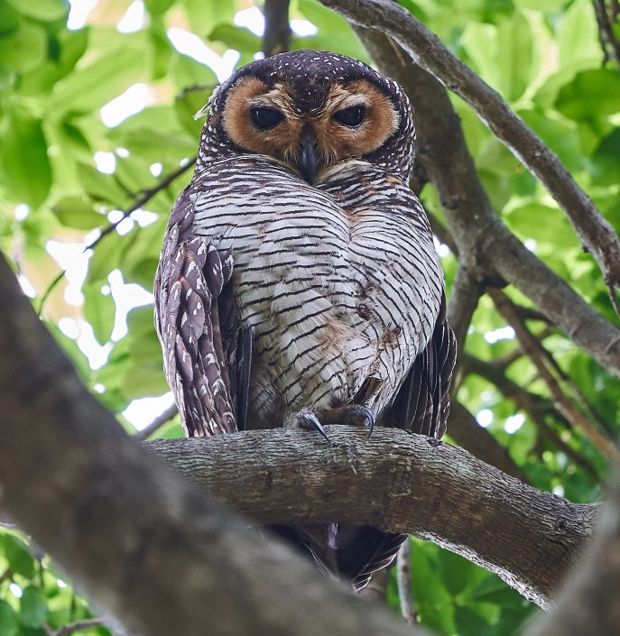 Best Bird Photos From July | BirdsEye Nature Apps