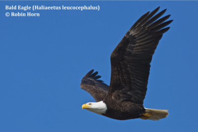 Birding and Birdwatching Festivals and Events | BirdsEye Nature Apps