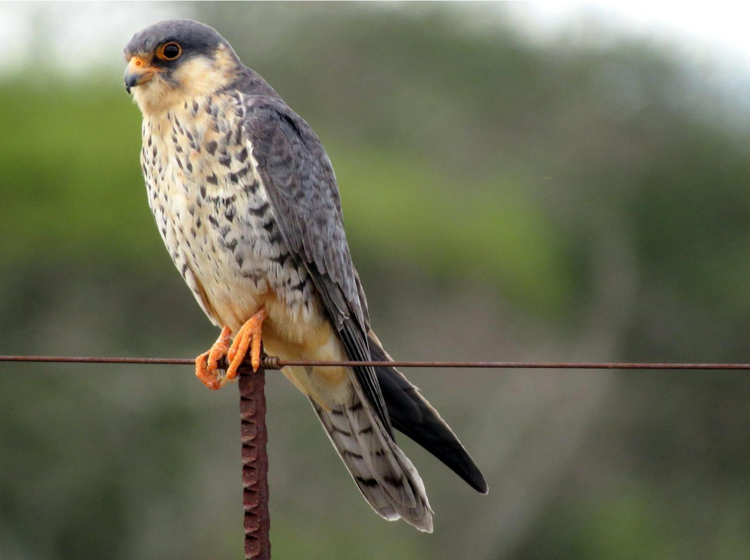 Frontpage Article Archives | BirdsEye Nature Apps