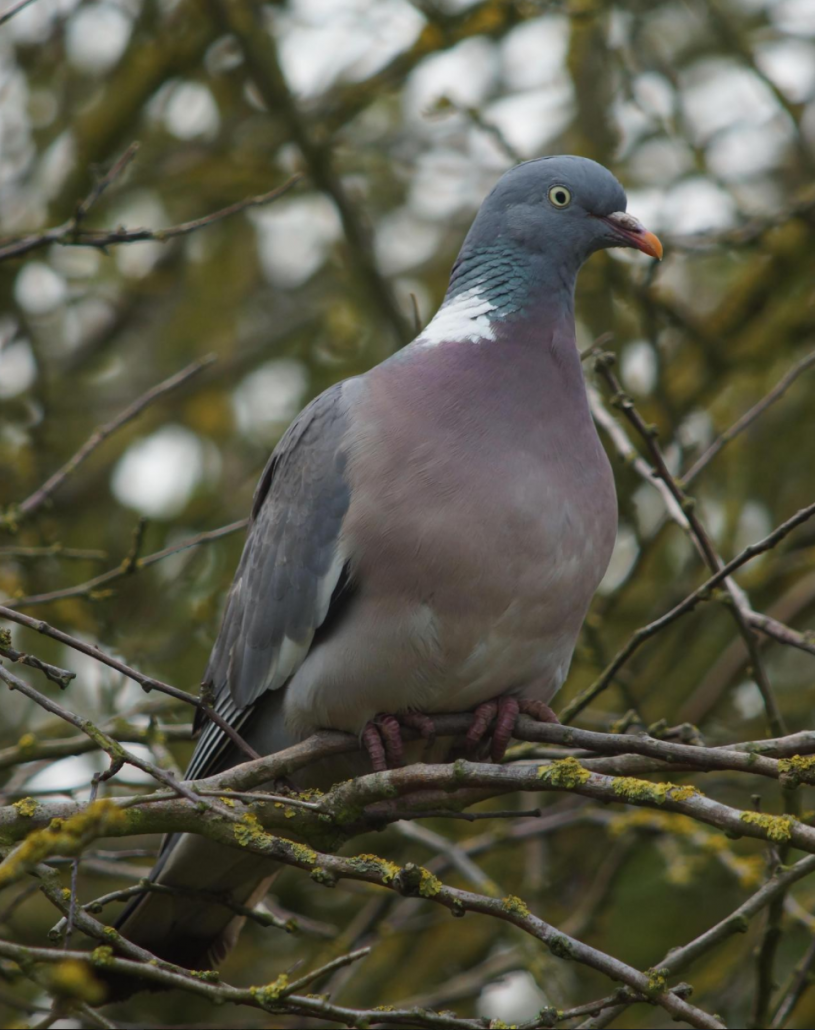 News Archives | BirdsEye Nature Apps